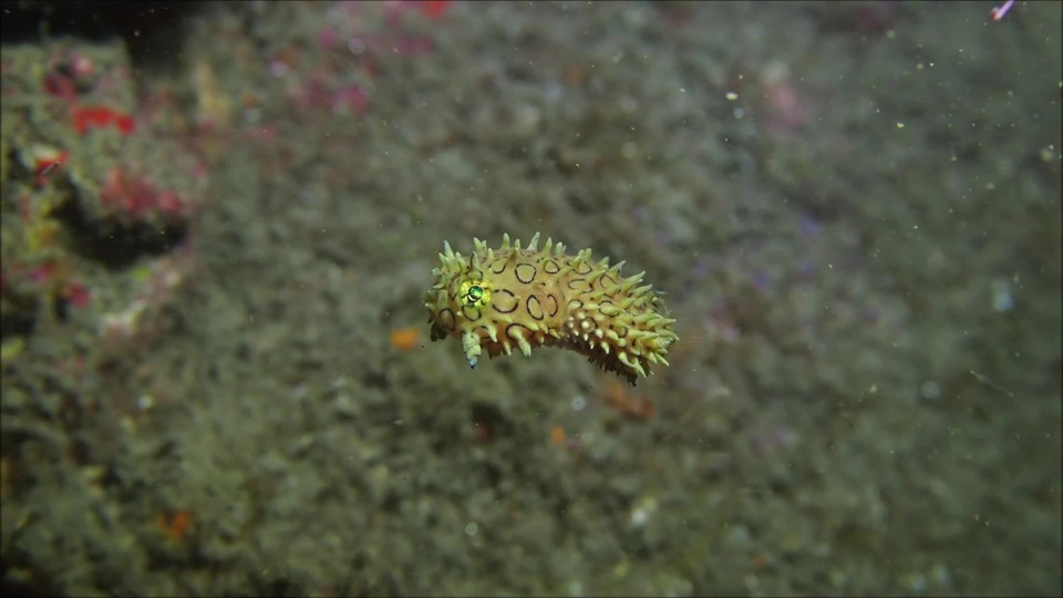 Diver Captures Rare Footage of a Young Pufferfish - Buzz Videos