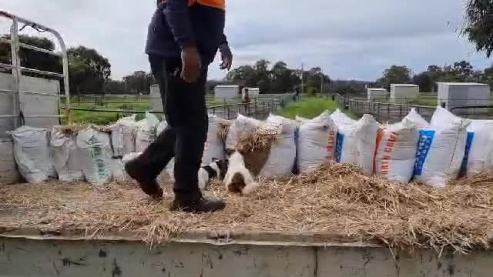 Jack Russel Terriers Help Catch Rats - Buzz Videos