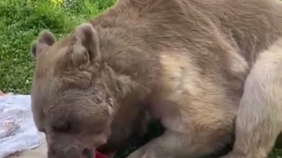 Brown Bear Devours Watermelon - Buzz Videos