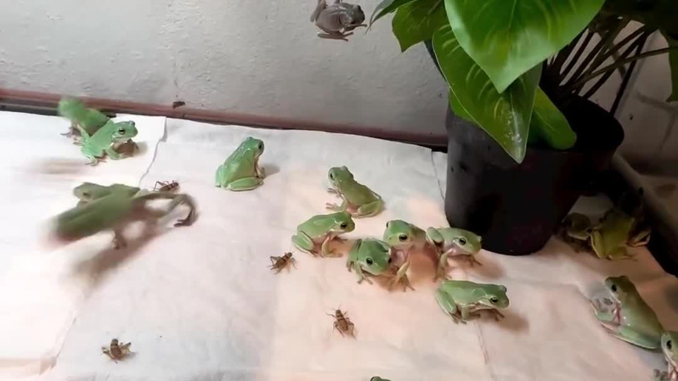 Frog Feeding Frenzy - Buzz Videos