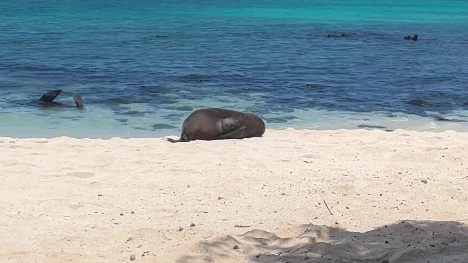 Lazy Seal Rolls Back To The Water - Buzz Videos