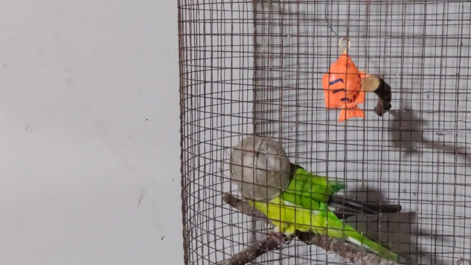 Parrot Places Bucket On Head - Buzz Videos
