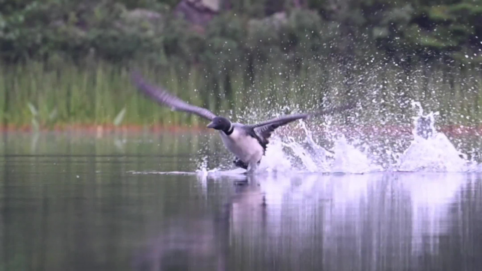 Loon Aborts Take Off - Buzz Videos