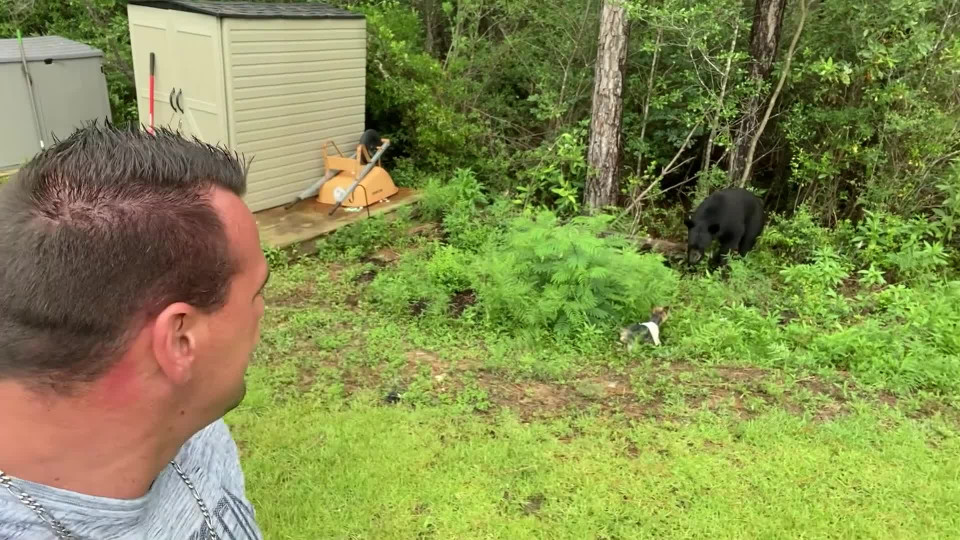 Yorkie Acts Tough in Standoff With Black Bear - Buzz Videos