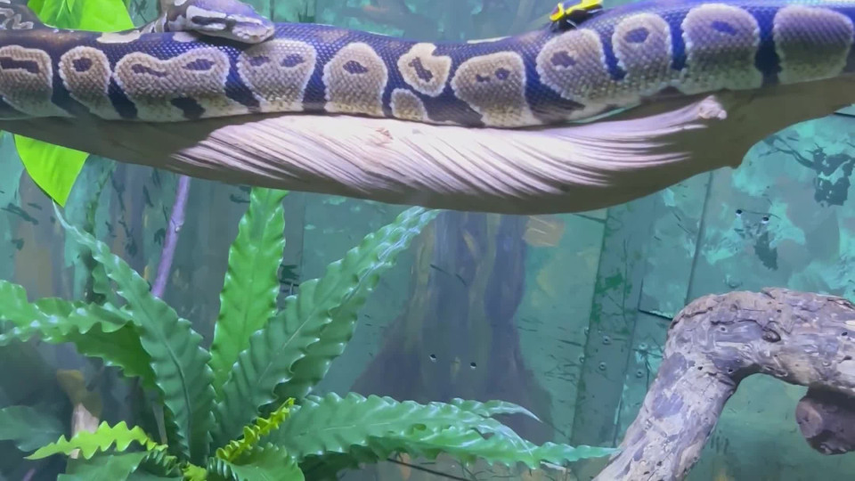 Python Flops Off Branch - Buzz Videos