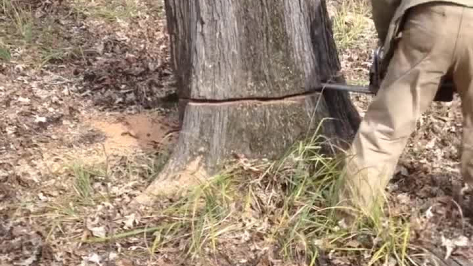 Tree Sawed Down After Dog Gets Stuck Inside - Buzz Videos