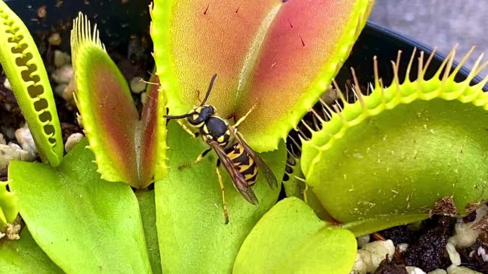 Wasp Dances Into Venus Flytrap - Buzz Videos
