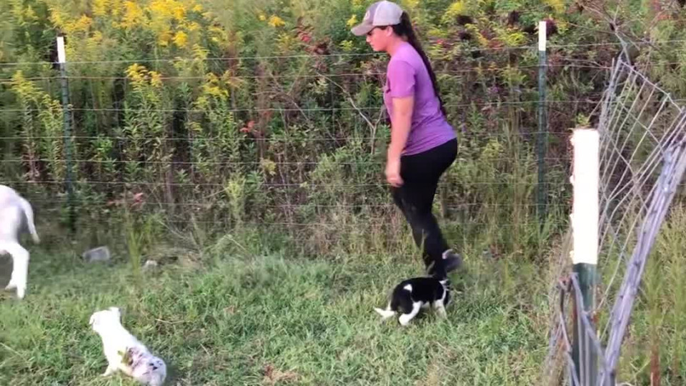 Border Collie Puppies Display Early Herding Instincts - Buzz Videos