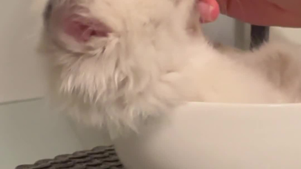 Fluffy Soup - Buzz Videos