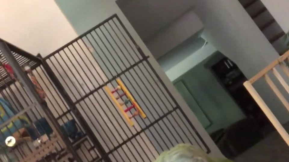 Quaker Parrot Has Words For His Owner - Buzz Videos