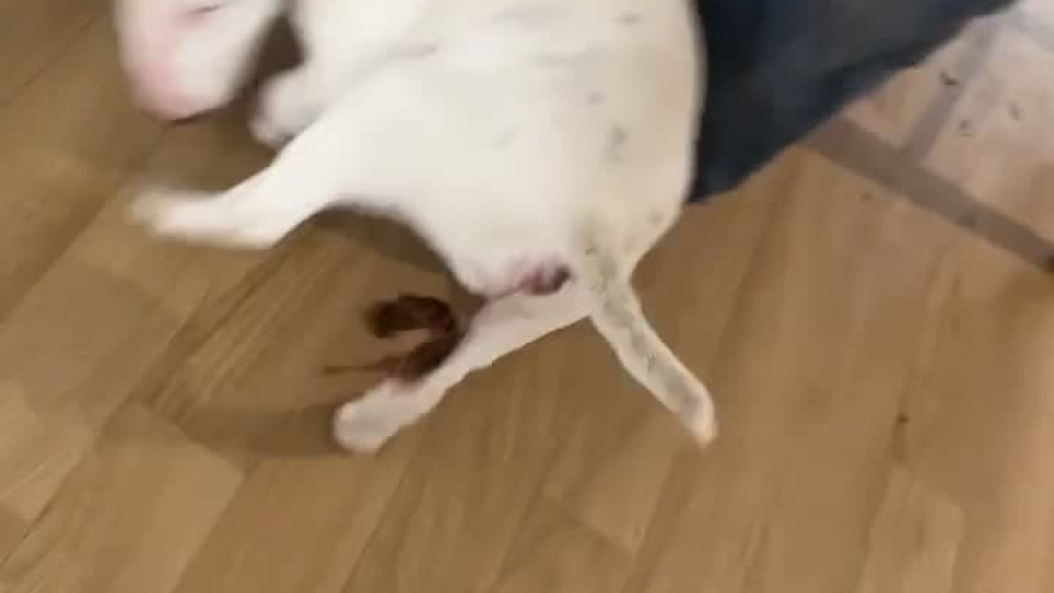 Pup's Poop Is Hanging by a Thread - Buzz Videos