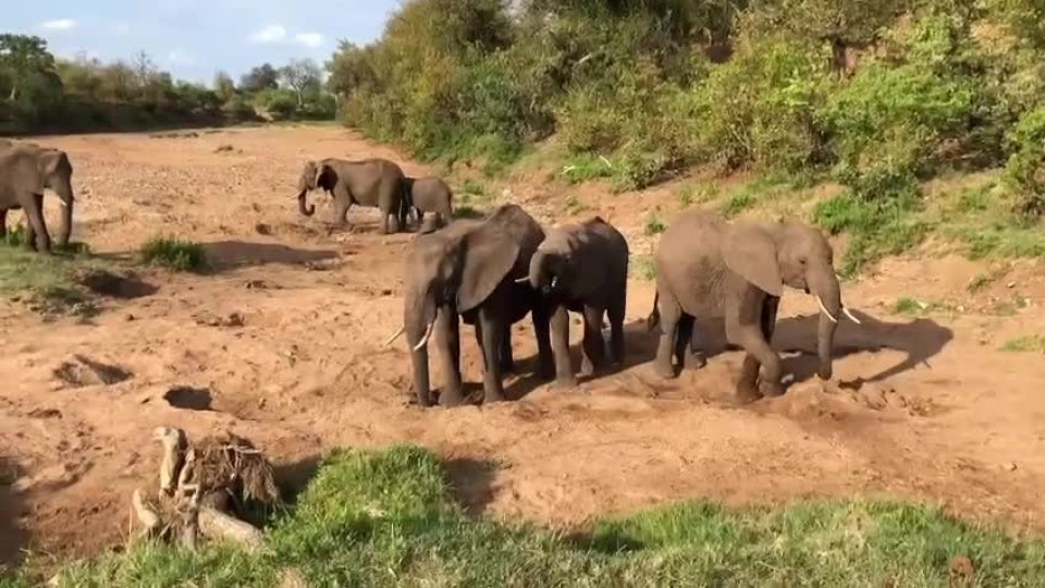 African Elephants Quench Their Thirsts in a Dry Riverbed - Buzz Videos