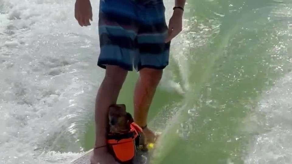 A Wakeboarding Dog - Buzz Videos