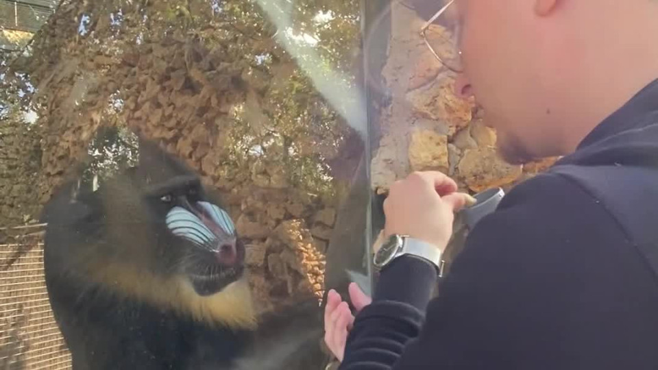 Smart Baboon Knows How To Instruct The Guests - Buzz Videos