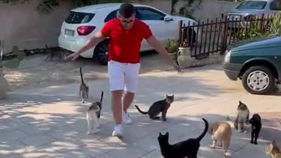 Casually Commanding An Army Of Cats - Buzz Videos