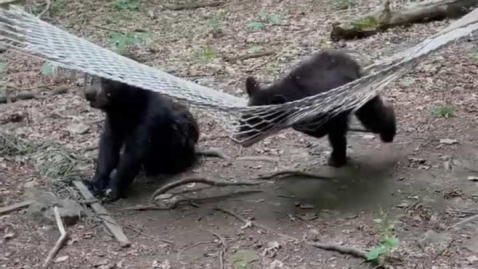 Two Bears Discover a Hammock - Buzz Videos