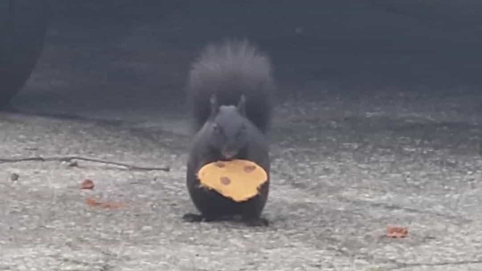 Squirrel Nibbles On Cookie - Buzz Videos