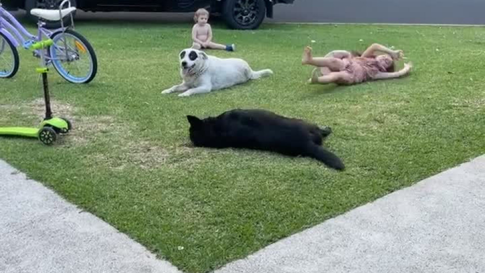 A Family Of Roly-Polies - Buzz Videos