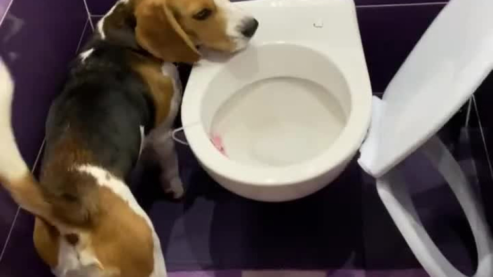 Archie Casually Breaks The Toilet - Buzz Videos