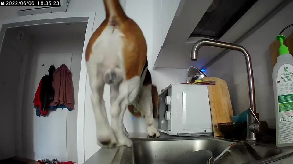 Snooping Dog Falls Off Kitchen Counter - Buzz Videos