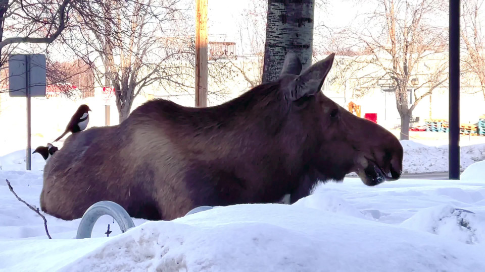 Magpie Harvests Hair From Moose's Rear - Buzz Videos