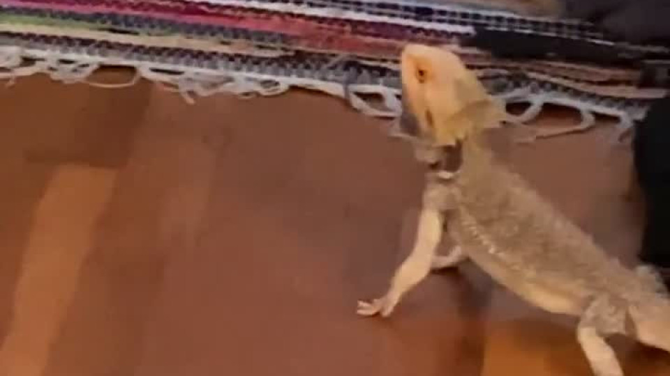 Rave Ready Lizard - Buzz Videos