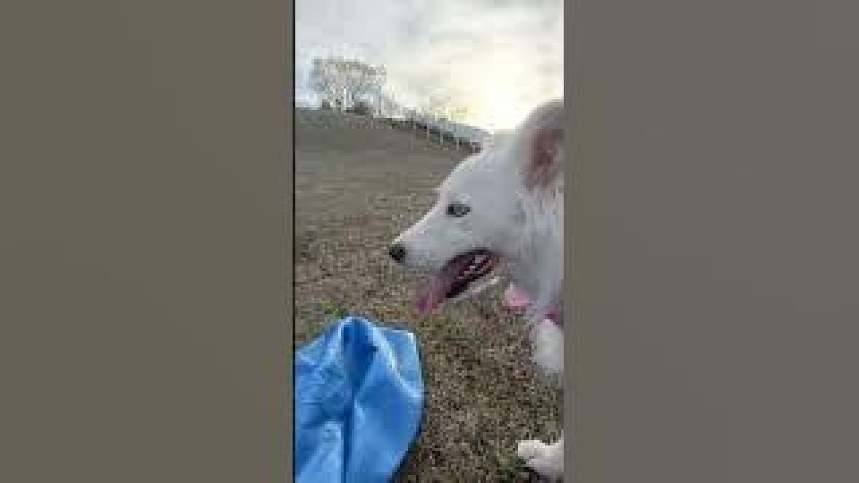 Bucking Border Collie - Buzz Videos