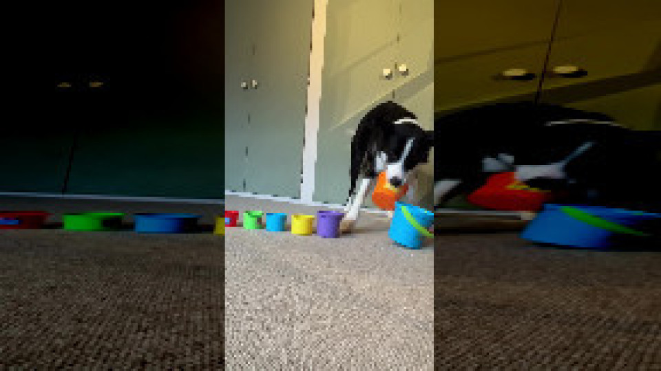 Border Collie Loves Stacking Cups - Buzz Videos