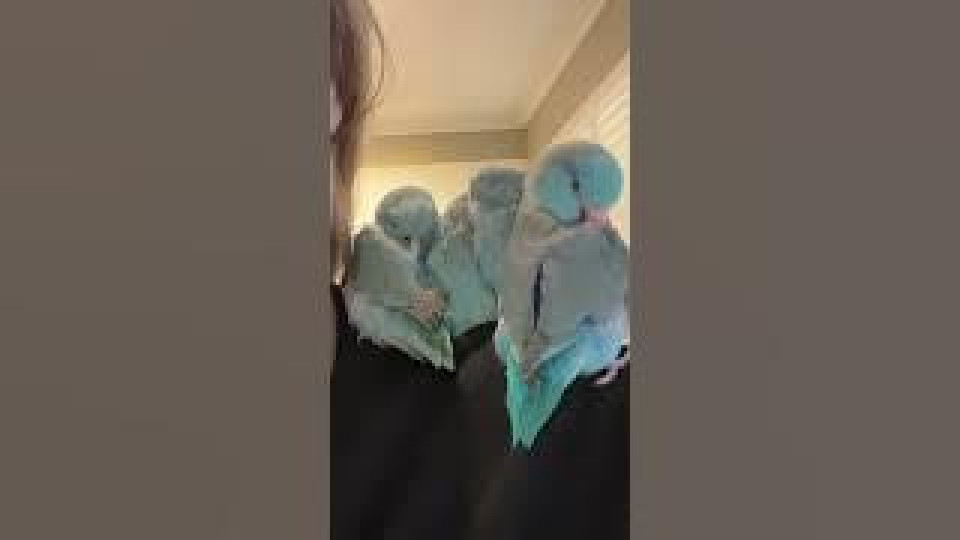 Little Parrotlets Snuggle Together - Buzz Videos