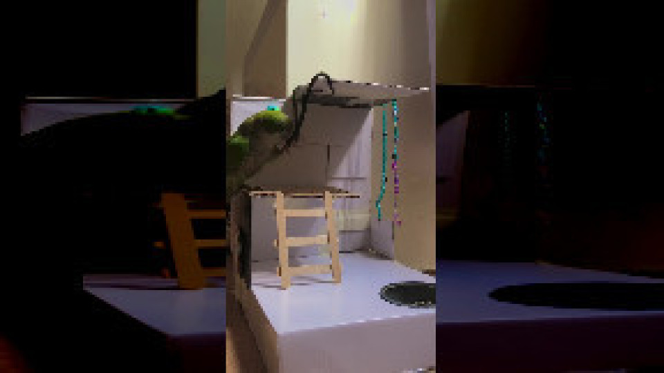 Parrot Falls Off Popsicle Stick Stairs - Buzz Videos
