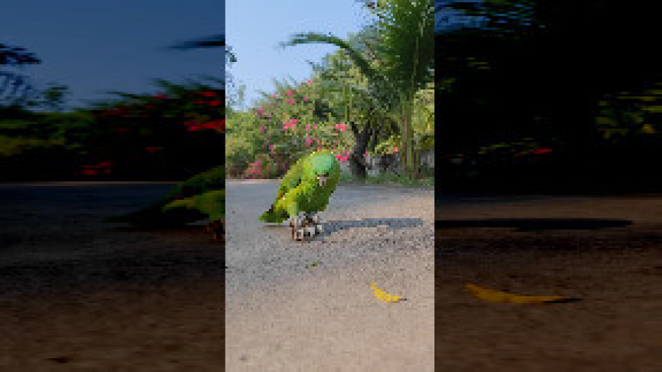 Parrot Shows Off Roller-Skating Skills - Buzz Videos