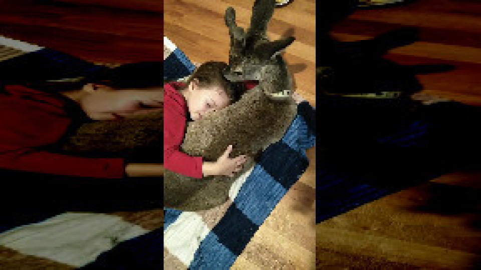 Girl Hugs a Very Docile Deer - Buzz Videos