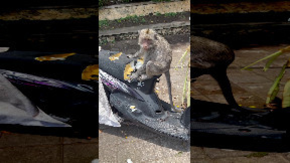 Monkey Caught Destroying Moped Seat - Buzz Videos
