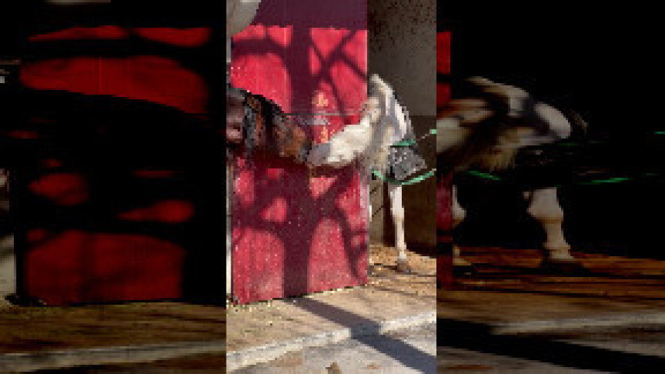 Horses Lock Lips - Buzz Videos