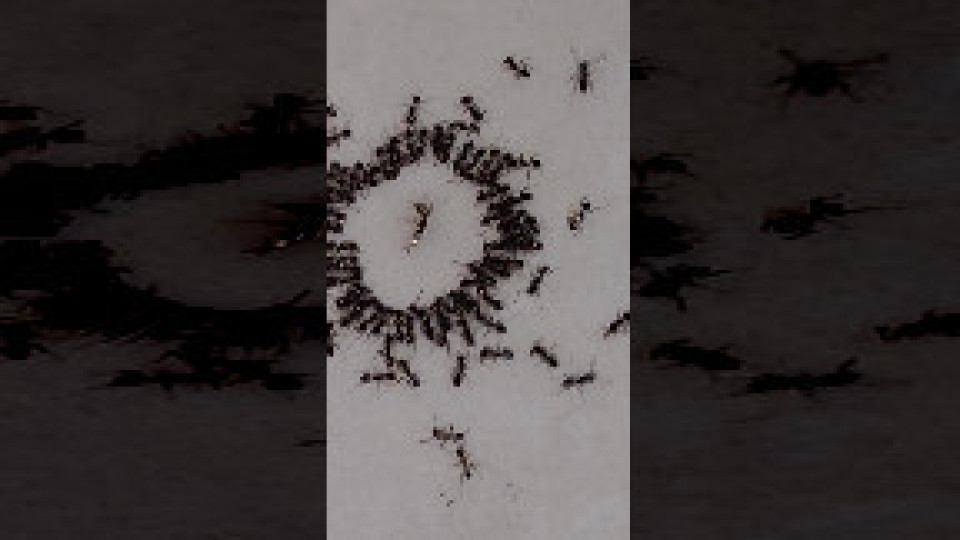 Ants Appear to Hold Funeral for Their Queen - Buzz Videos